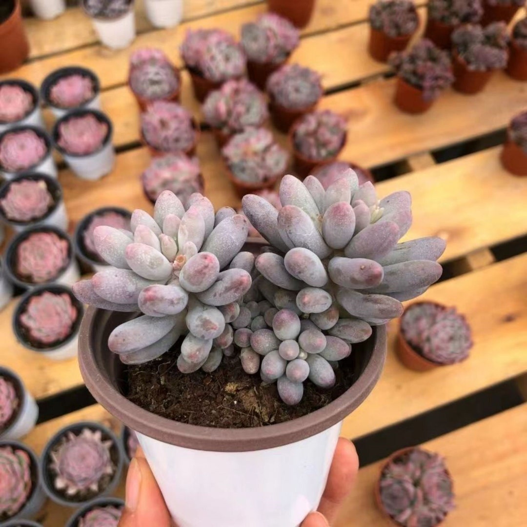 Pachyphytum 'machucae' /baby Finger, Rare Live Succulent - Etsy
