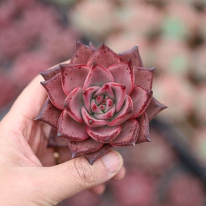 Echeveria Agavoides 'romeo' , Rare Live Succulent - Etsy