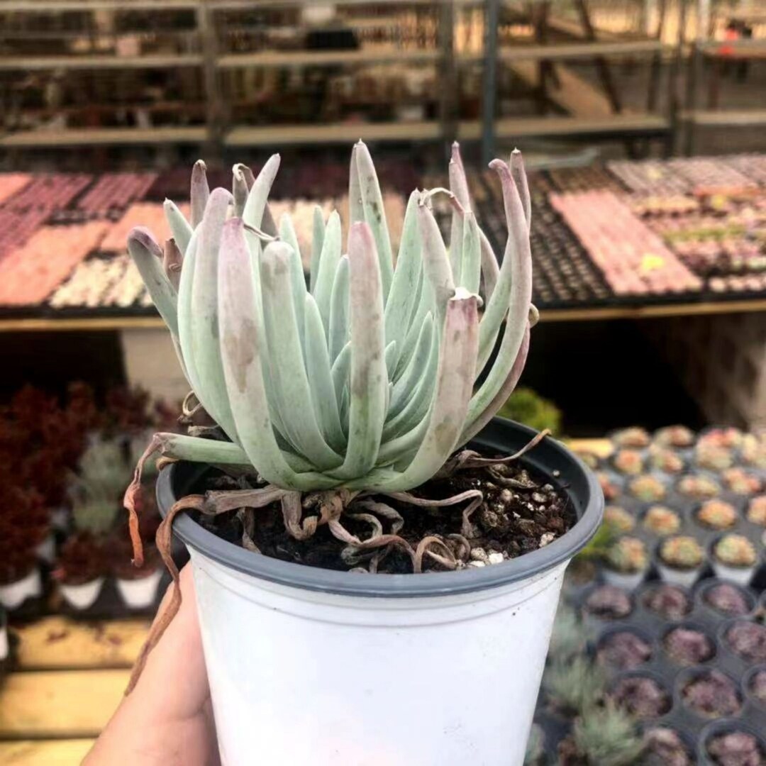 Dudleya Edulis, Rare Live Succulent - Etsy