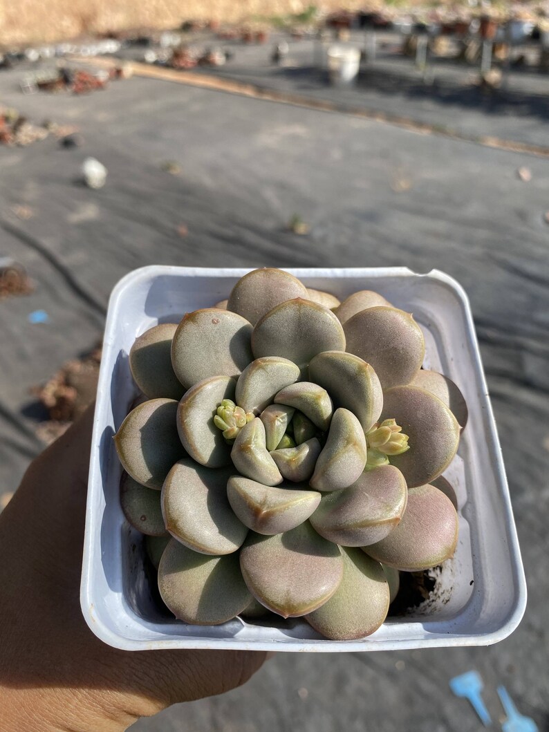 Graptoveria Amethorum - Live Succulent - Etsy