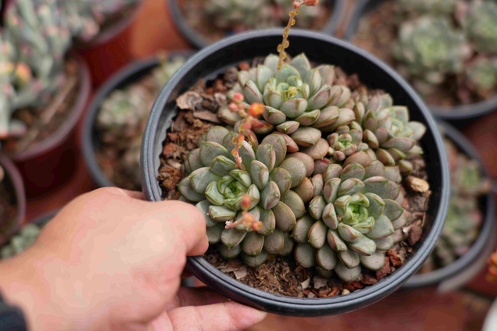 Graptoveria 'amethorum' Cluster - Live Succulent - Etsy