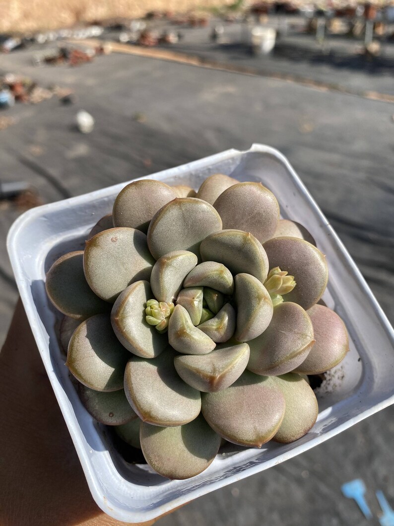 Graptoveria Amethorum - Live Succulent - Etsy