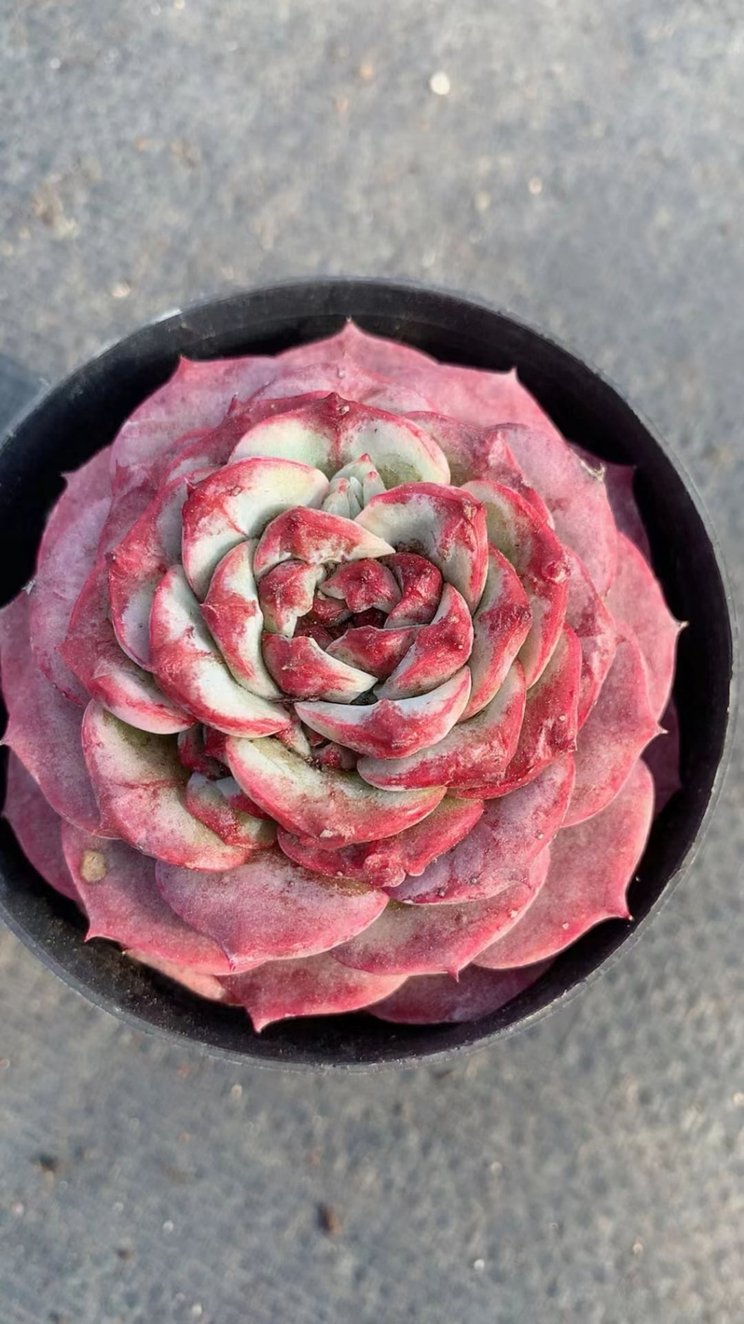 Echeveria Red Velvet, Rare Live Succulent - Etsy