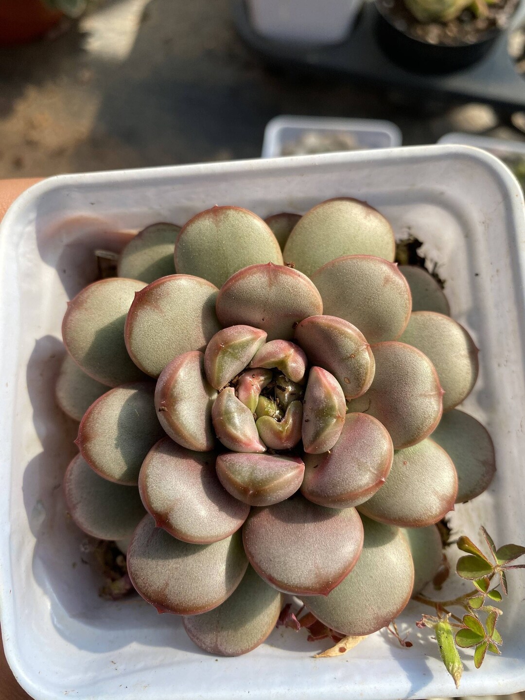 Graptoveria Amethorum - Live Succulent - Etsy