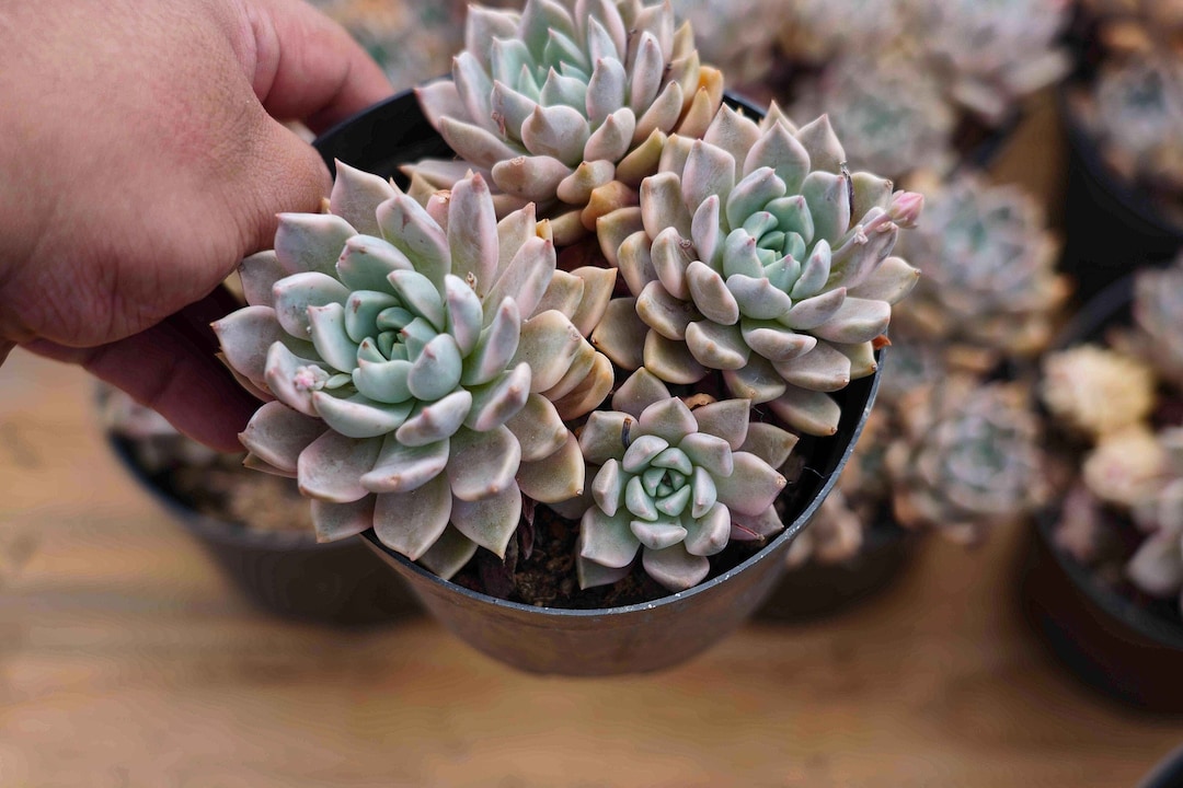 Echeveria 'blood Moon' Variegated- Live Succulent - Etsy