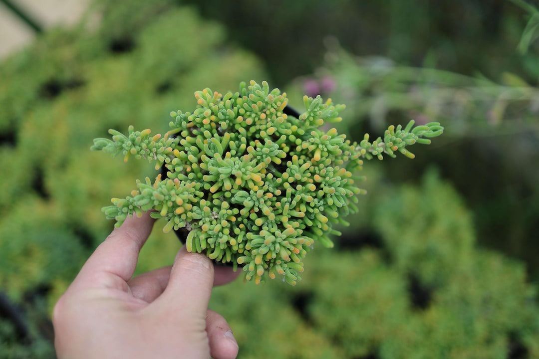 Dicrocaulon Ramulosum (l.bolus) Ihlenf- Live Succulent - Etsy