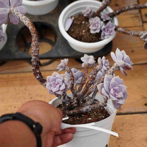 Graptopetalum Superbum- Live Succulent - Etsy