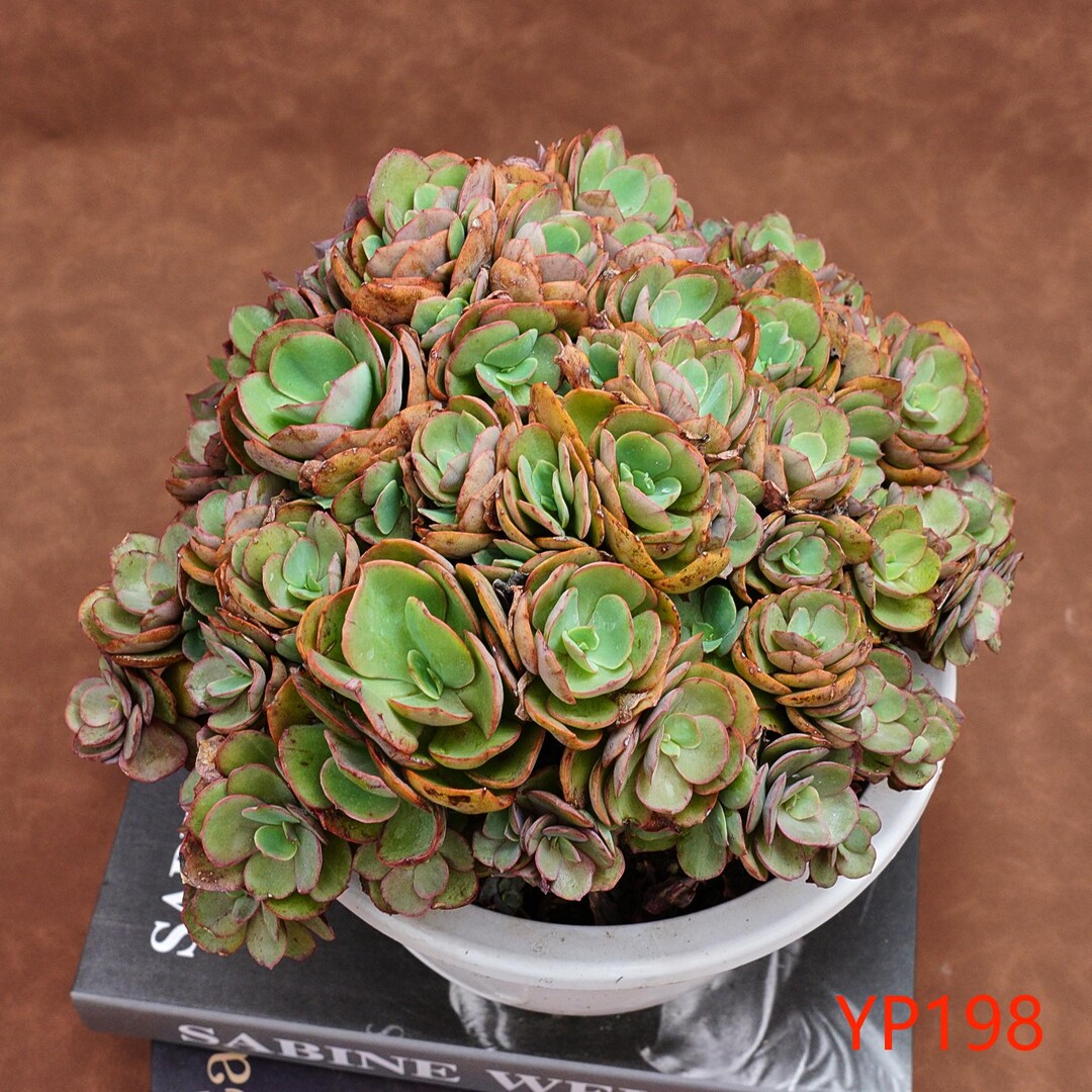 Echeveria Suyon - Live Plants, YP198 - Etsy