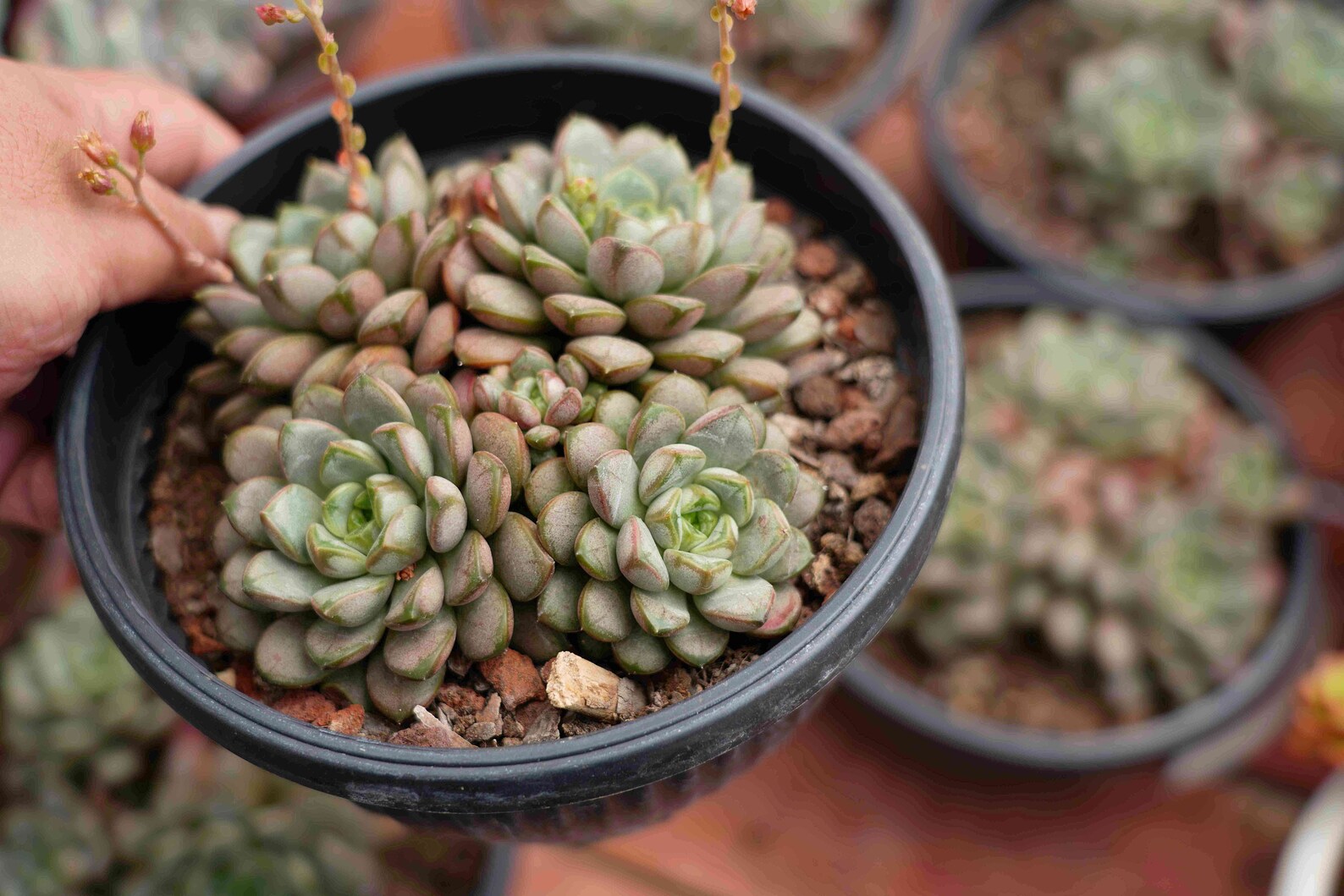 Graptoveria 'amethorum' Cluster - Live Succulent - Etsy