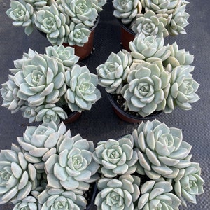 Graptoveria 'titubans' , Rare Live Succulent - Etsy