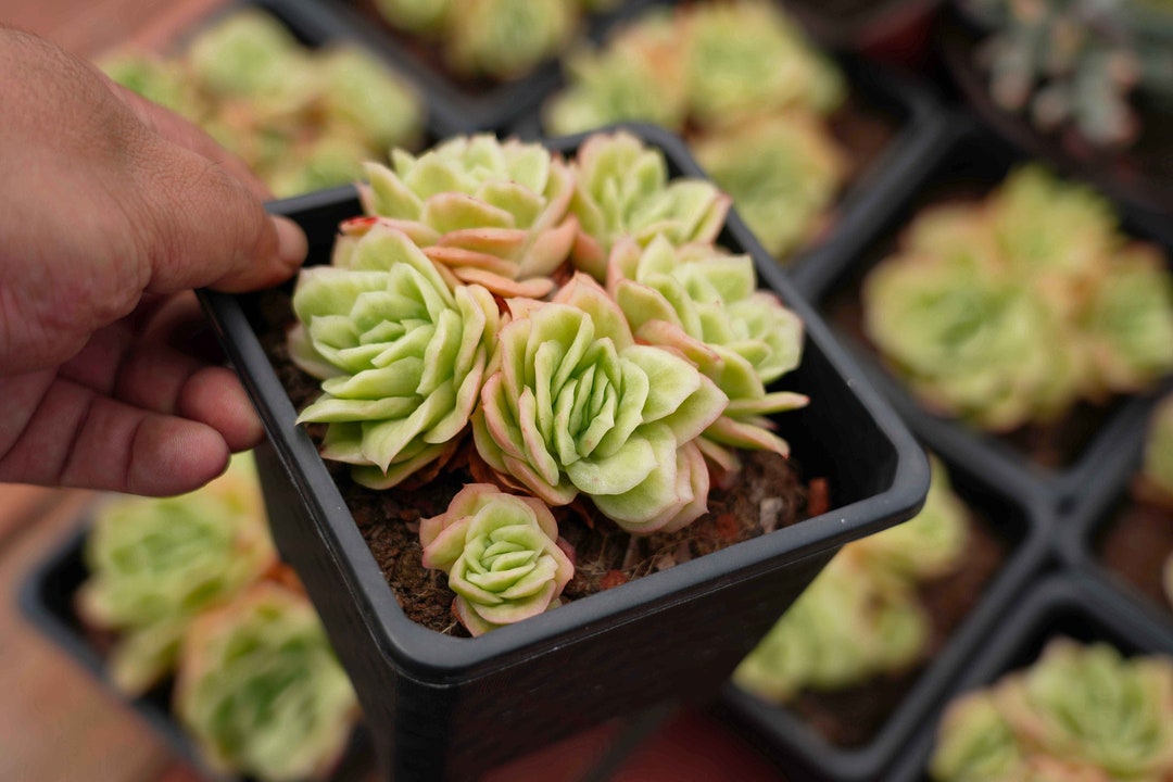 Echeveria Ice Rose Variegated - Live Succulent - Etsy