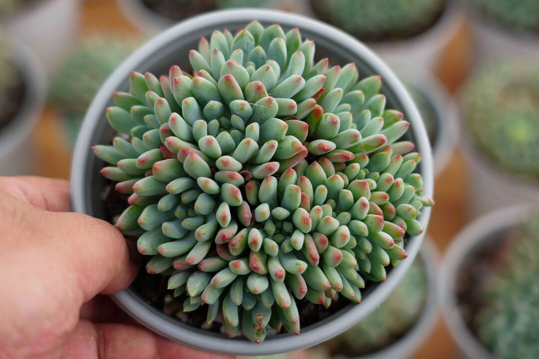Sedeveria Blue Elf Crested - Live Succulent - Etsy