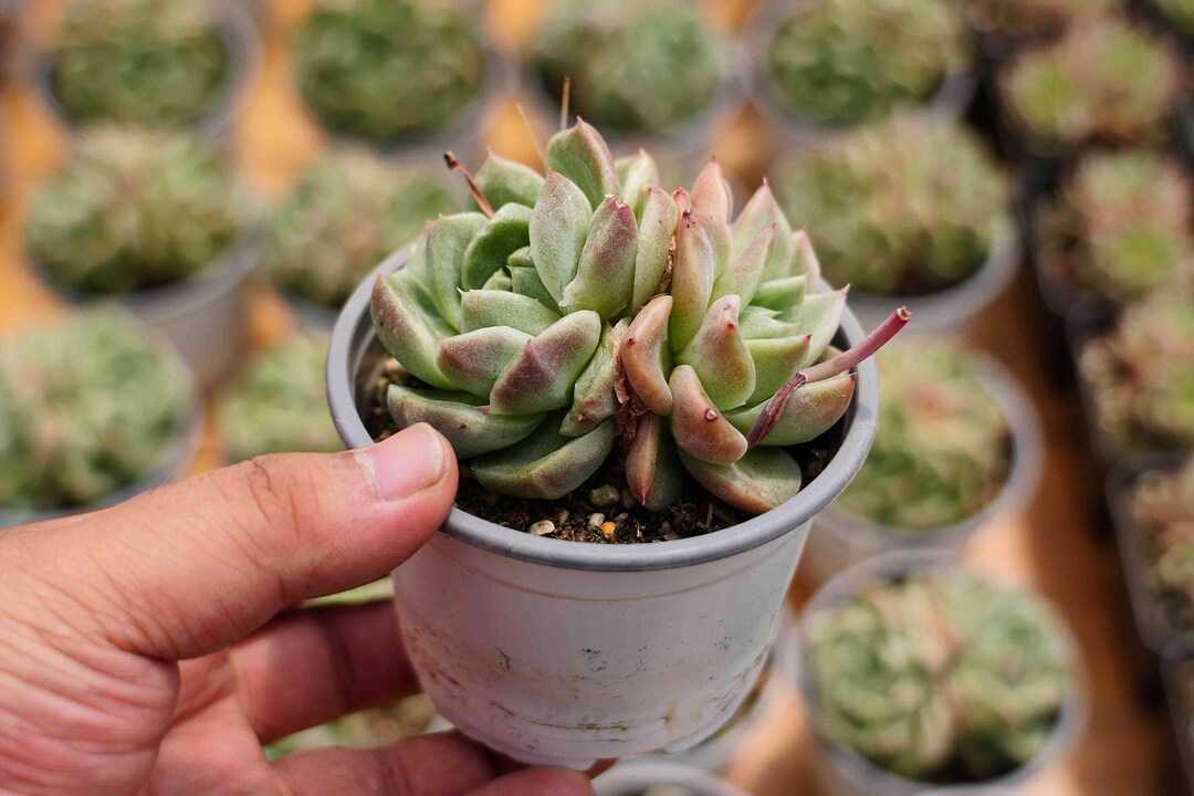 Graptoveria ‘grimm’ Stone, Rare Live Succulent - Etsy