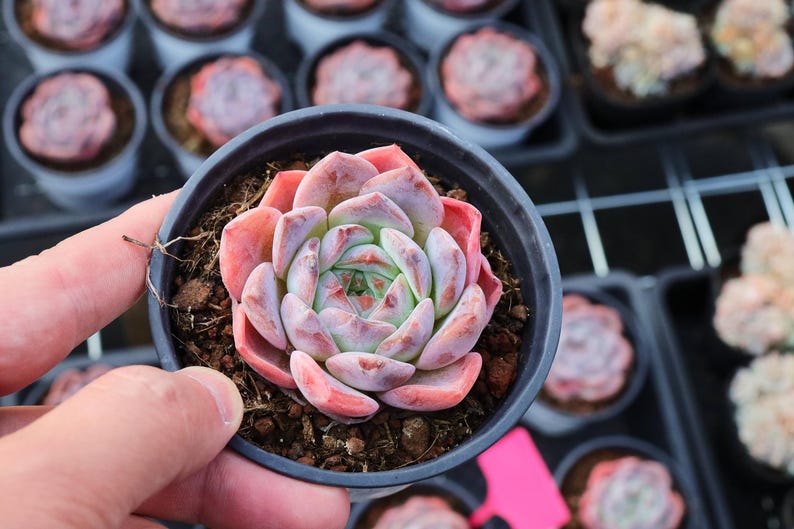 Echeveria " Apparition " Cristation - Live Succulent - Etsy