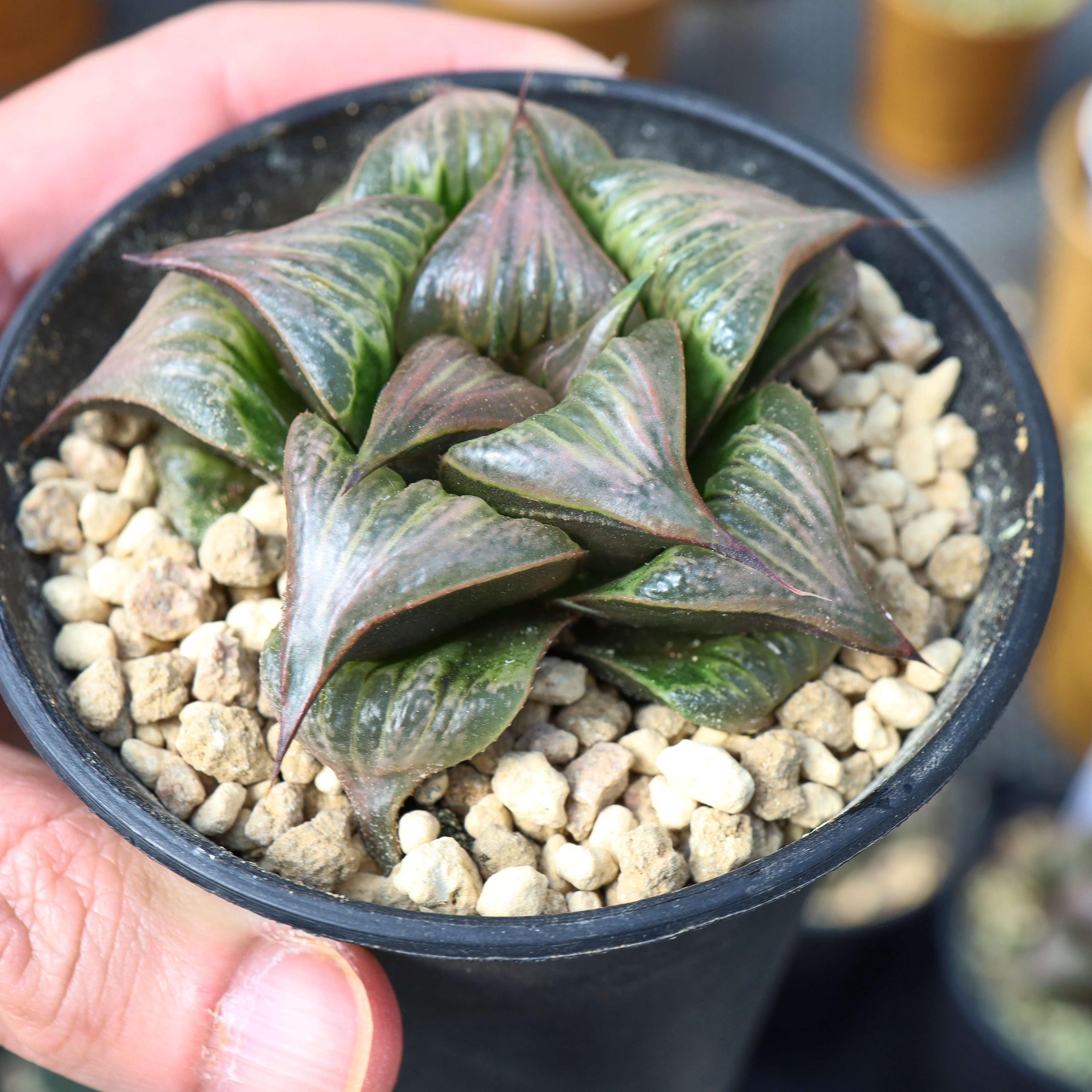 Echeveria Liangzi Pattaya - Live Succulent - Etsy