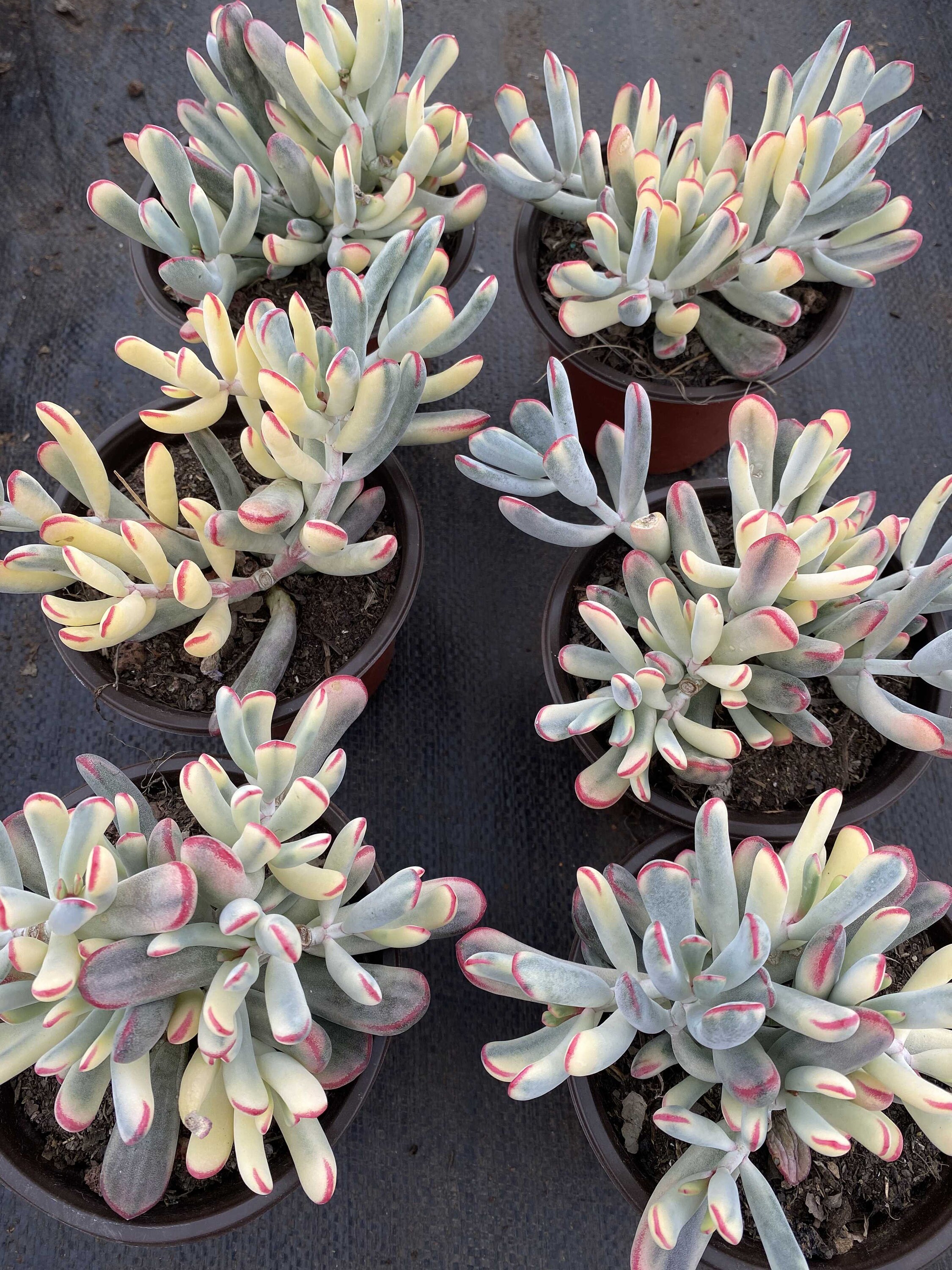 Cotyledon Orbiculata Var. Oophylla Variegata , Rare Live Succulent - Etsy