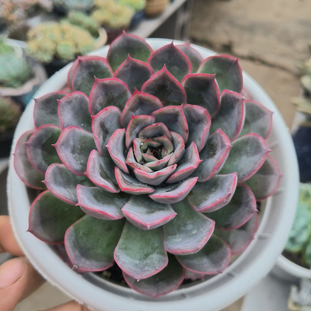 Echeveria Orion, Rare Live Succulent - Etsy