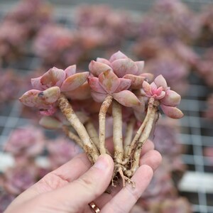 Graptoveria 'mrs Richards'/graptoveria 'gypsy' , Rare Live Succulent - Etsy