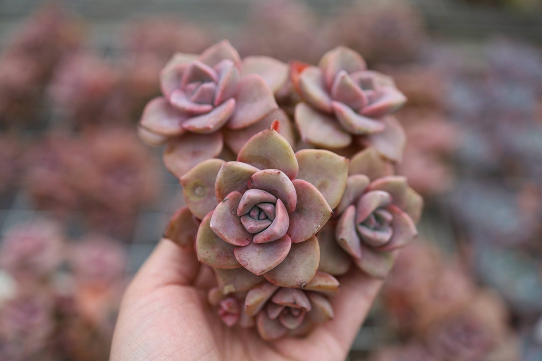 Graptoveria 'mrs Richards'/graptoveria 'gypsy' , Rare Live Succulent - Etsy