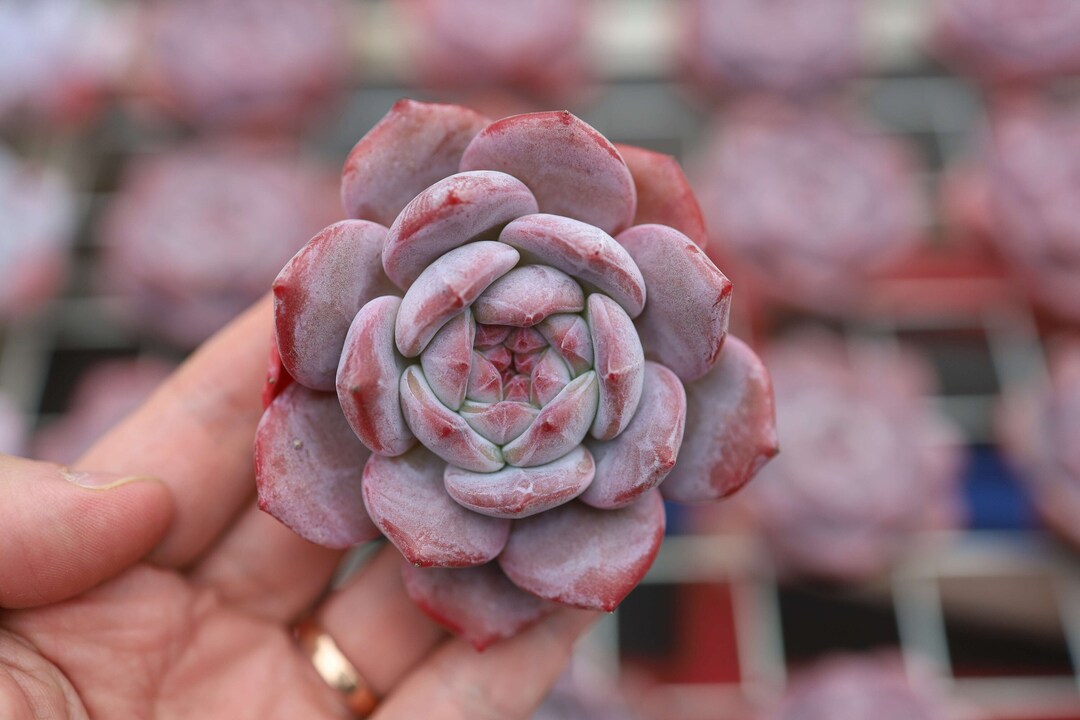Echeveria 'star Shadow' , Rare Live Succulent - Etsy