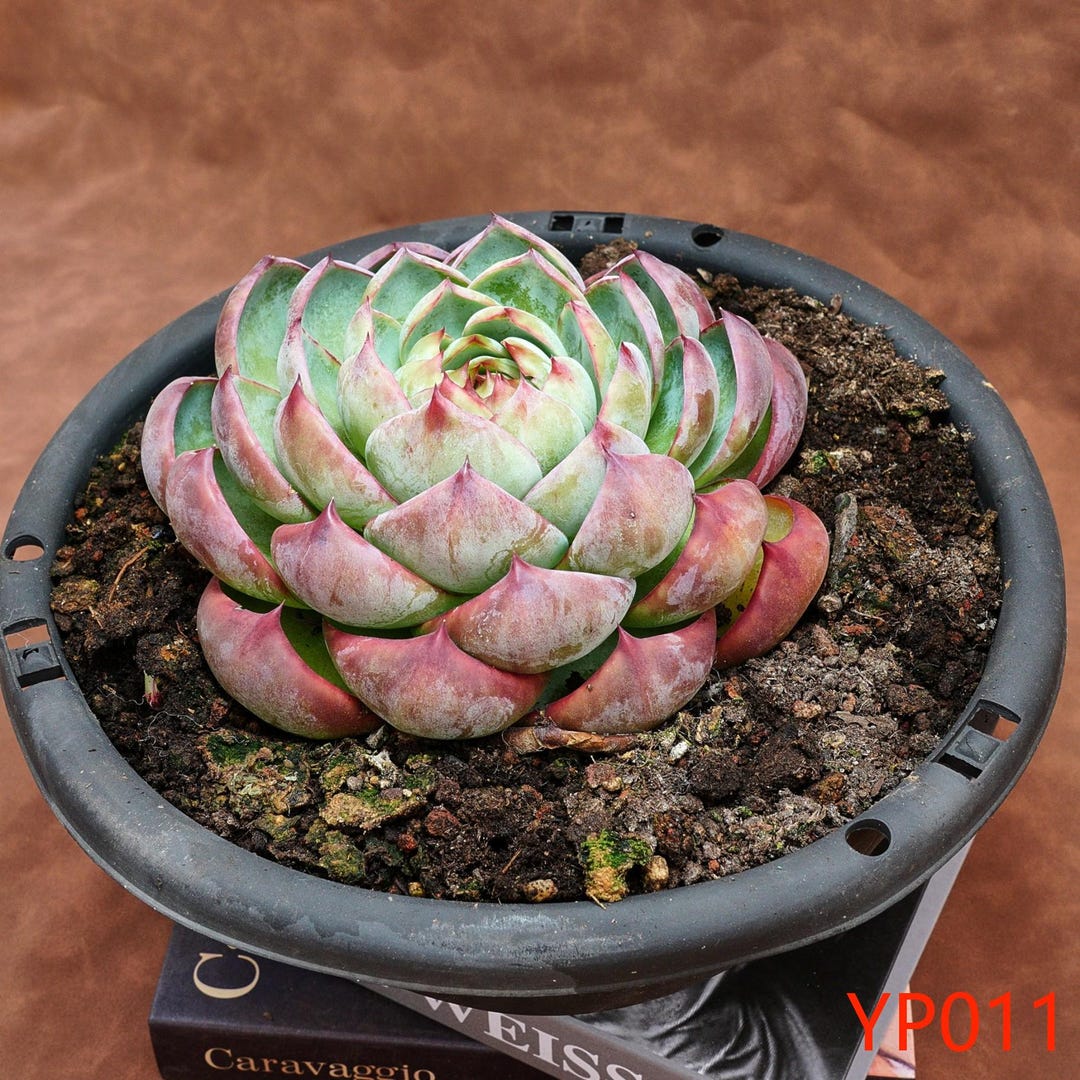 Echeveria Agavoides Casio - Live Plants, YP011 - Etsy