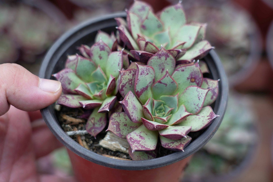 Echeveria Longissima - Live Succulent - Etsy