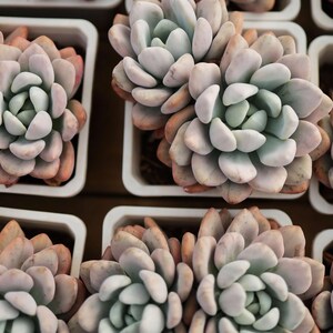 Graptoveria 'opalina' Variegated Live Succulent - Etsy