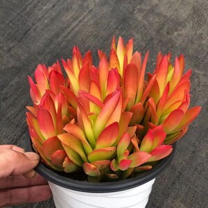 Crassula Capitella 'campfire', Rare Live Succulent - Etsy