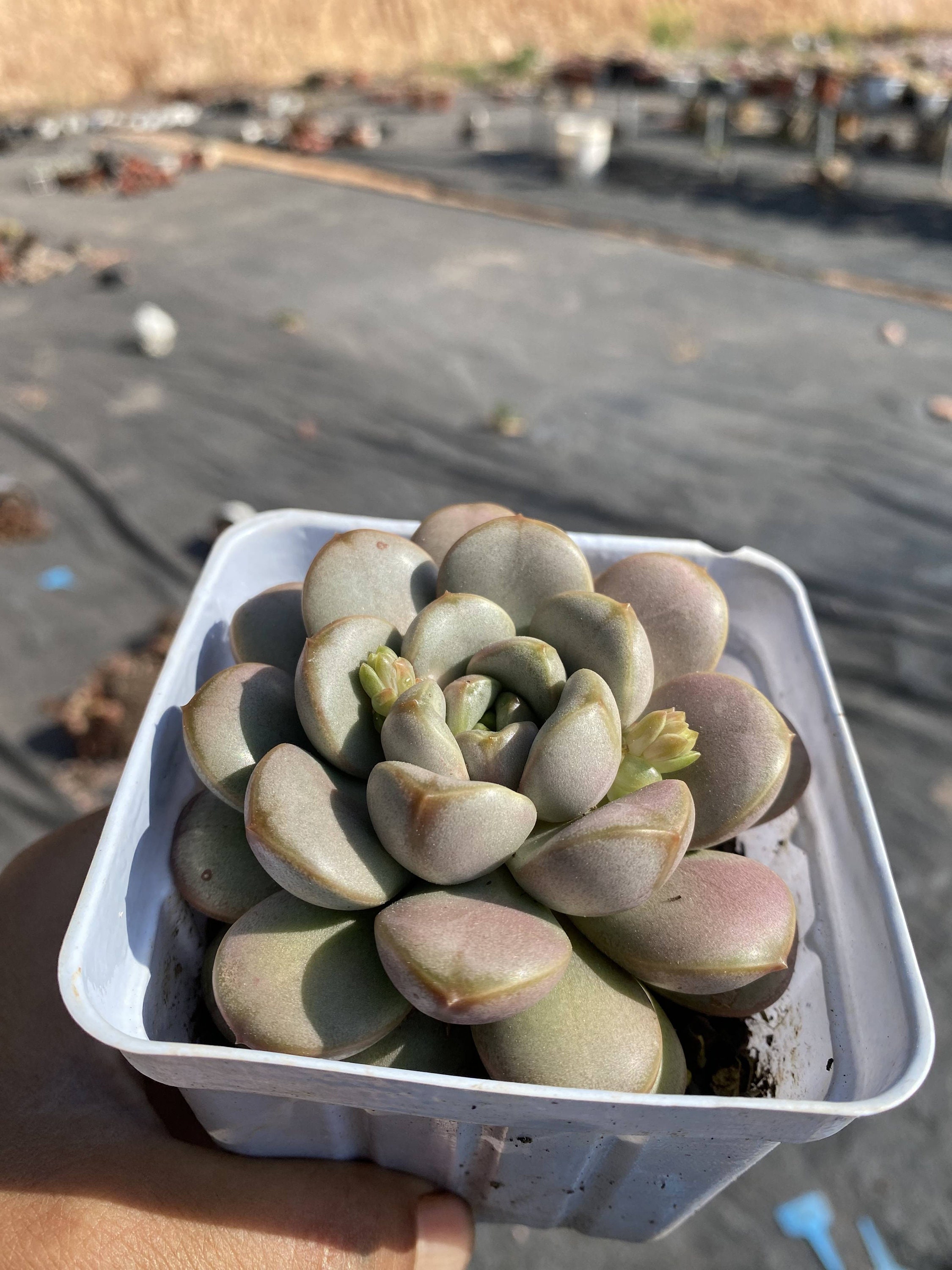 Graptoveria Amethorum - Live Succulent - Etsy