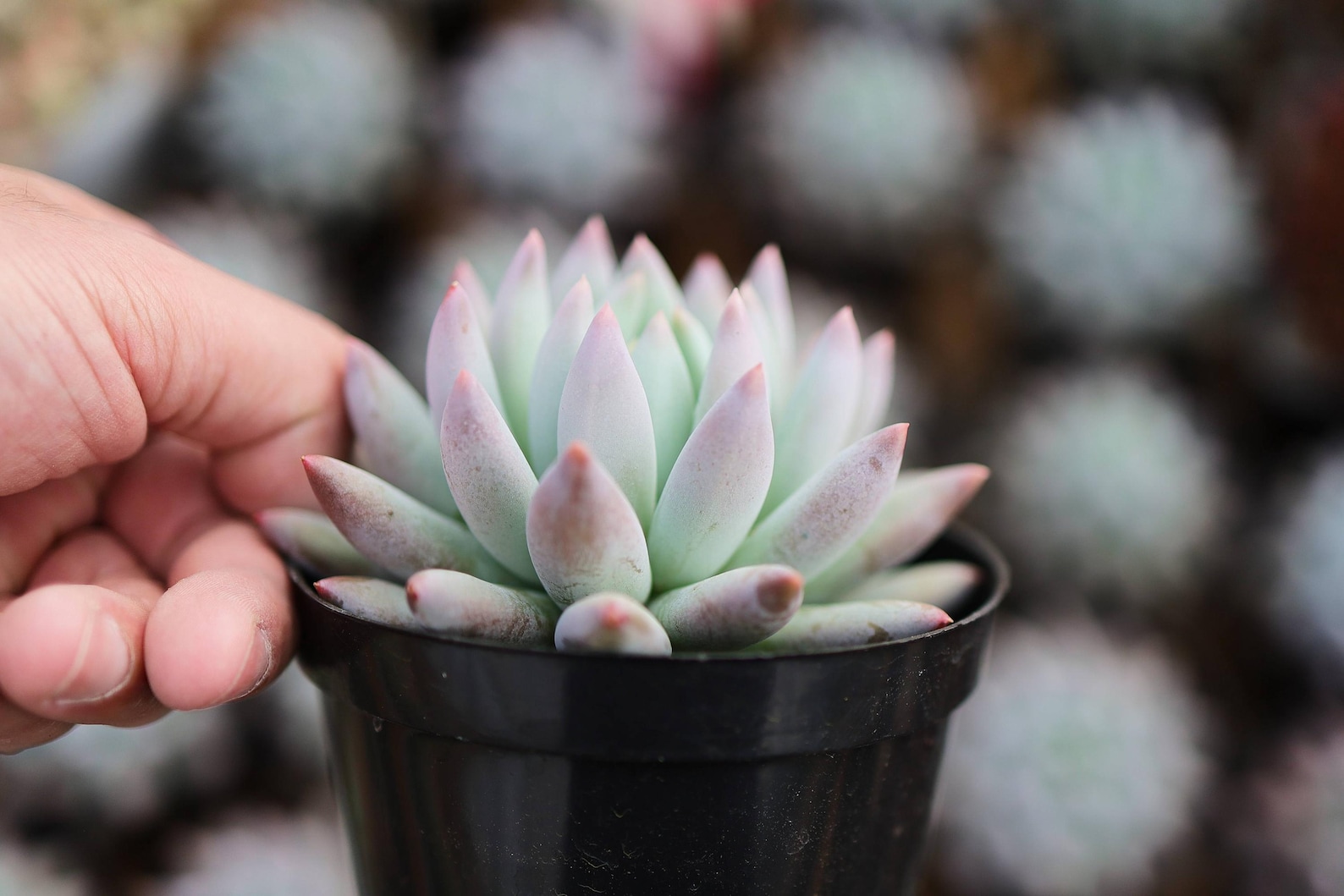 Echeveria Angel Fingers - Live Succulent - Etsy