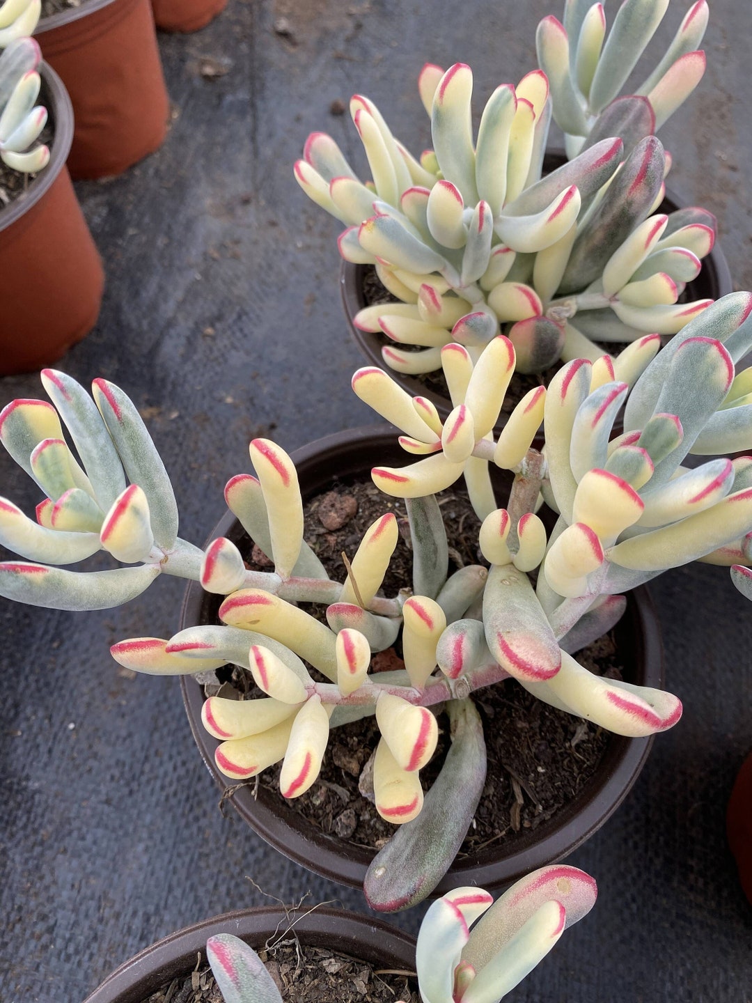 Cotyledon Orbiculata Var. Oophylla Variegata , Rare Live Succulent - Etsy