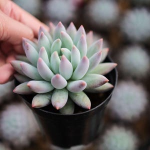 Echeveria Angel Fingers - Live Succulent - Etsy
