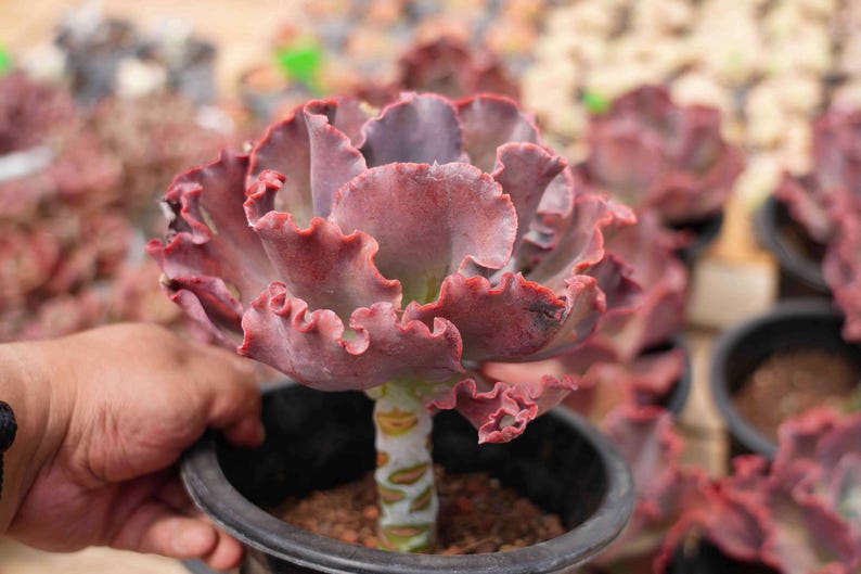 Succulent Echeveri 'red Coral' - Live Succulent - Etsy