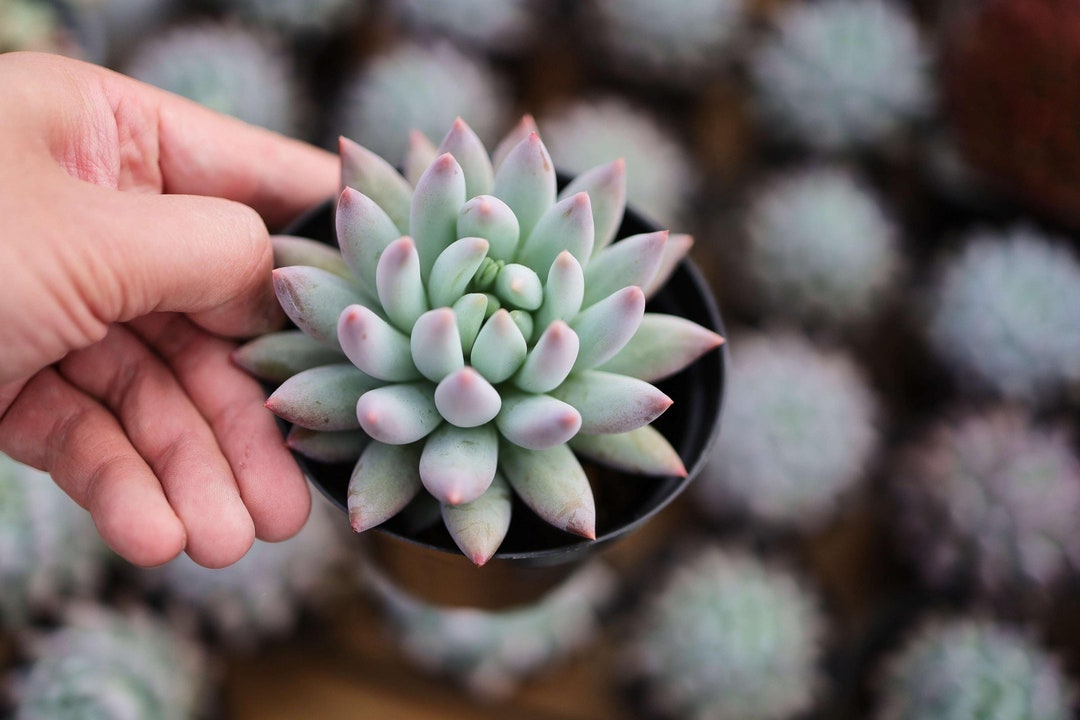 Echeveria Angel Fingers - Live Succulent - Etsy