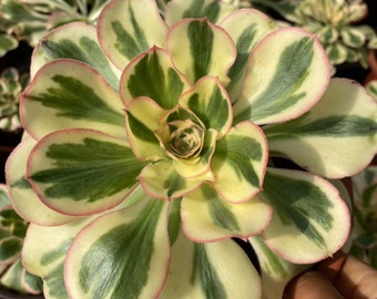 Rare Aeonium Big Bang Hybrid Chameleon Gold Variegated Succulent From ...