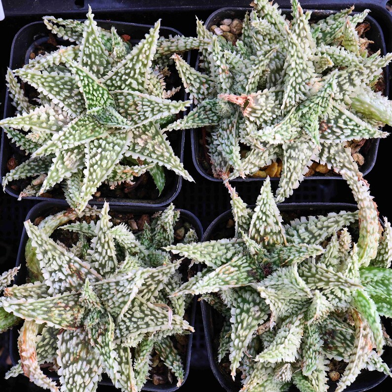 Haworthia Aloe Vera Godzilla - Live Succulent - Etsy