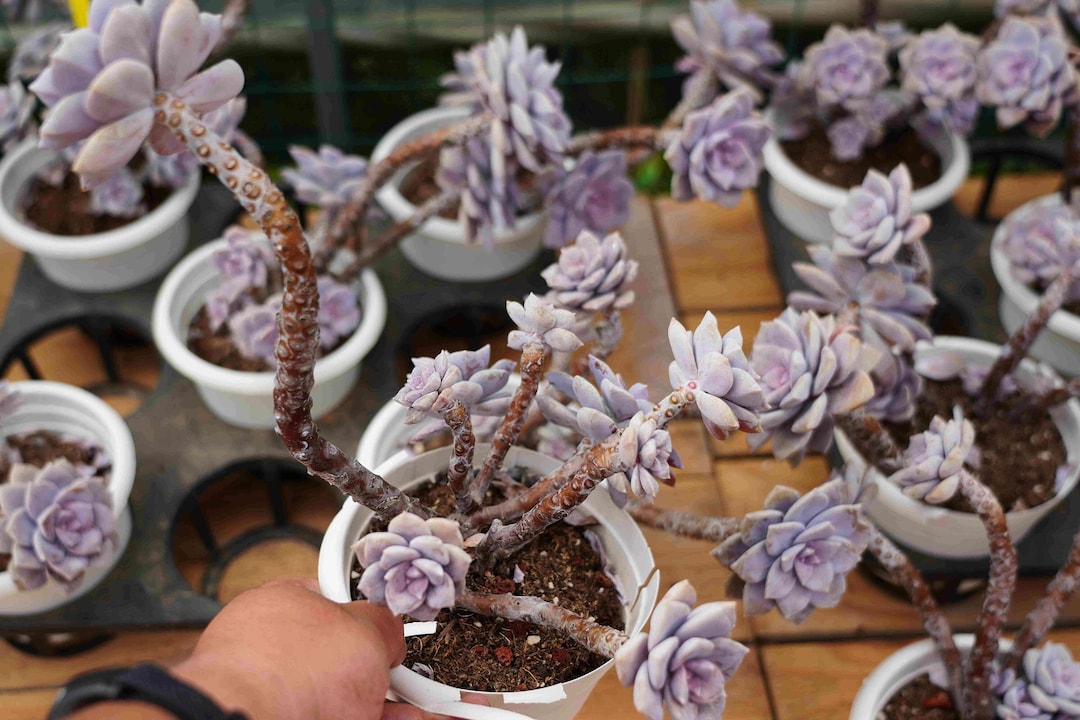 Graptopetalum Superbum- Live Succulent - Etsy