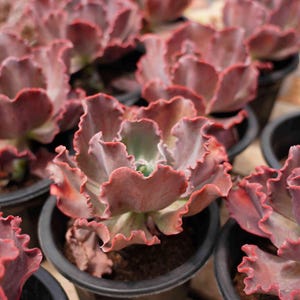 Succulent Echeveri 'red Coral' - Live Succulent - Etsy