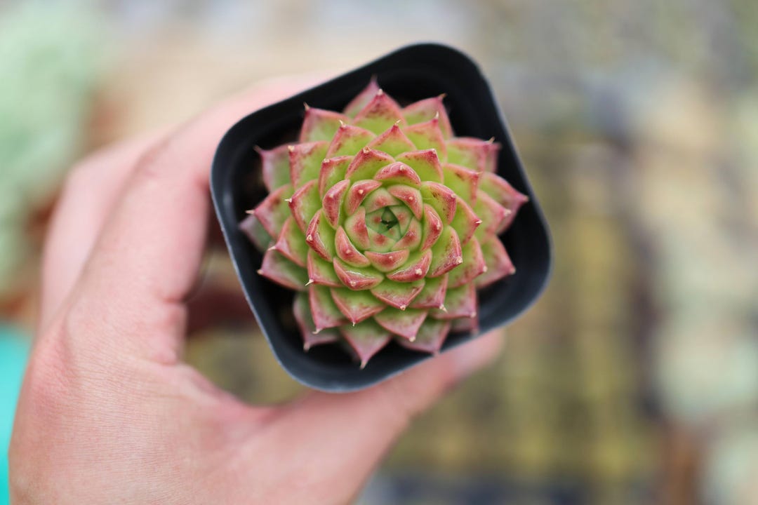 Echeveria Hyalina X Longissima Cristation- Live Succulent - Etsy