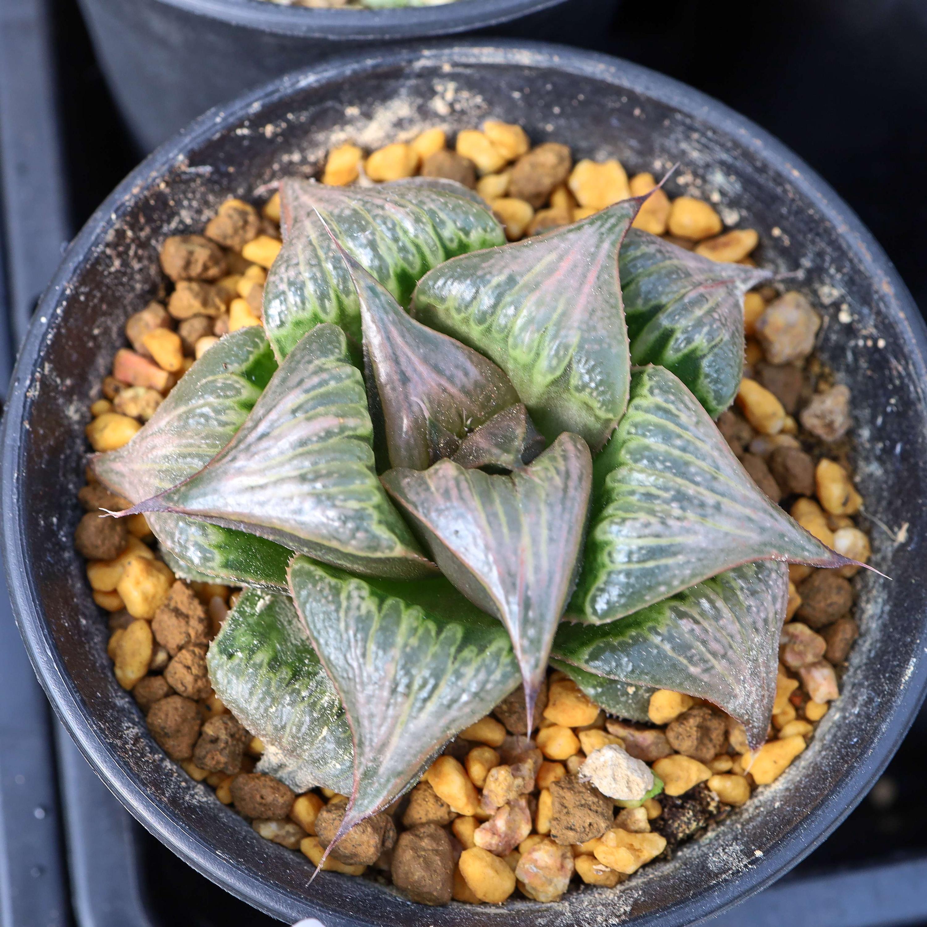 Echeveria Liangzi Pattaya - Live Succulent - Etsy
