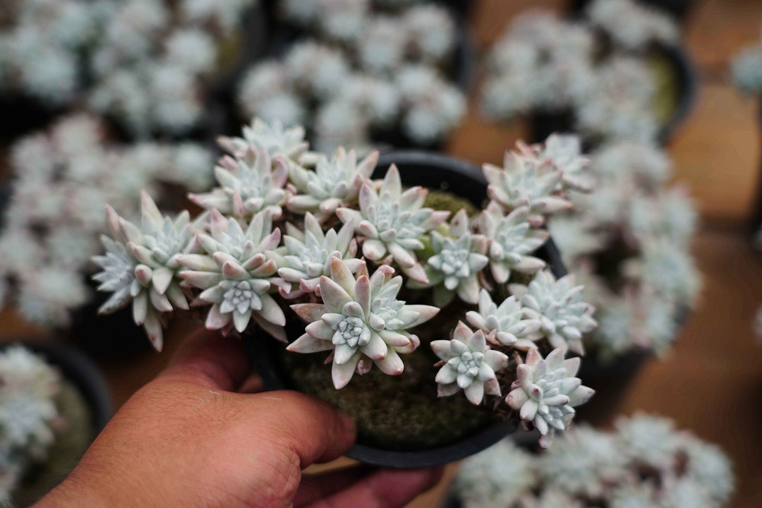 Dudleya Gnoma 'white Sprite'- Live Succulent - Etsy