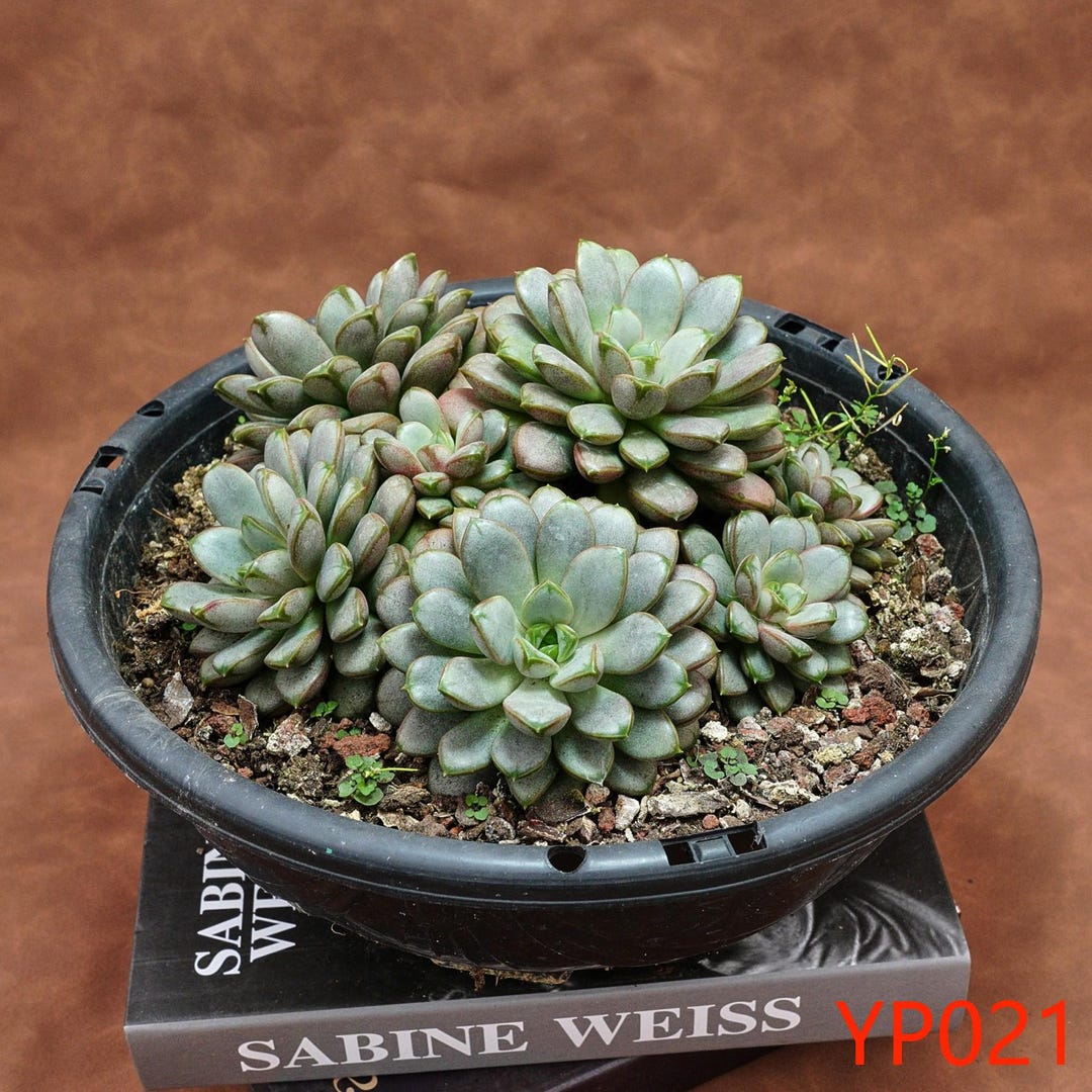 Graptoveria Amethorum Grape - Live Plants, YP021 - Etsy