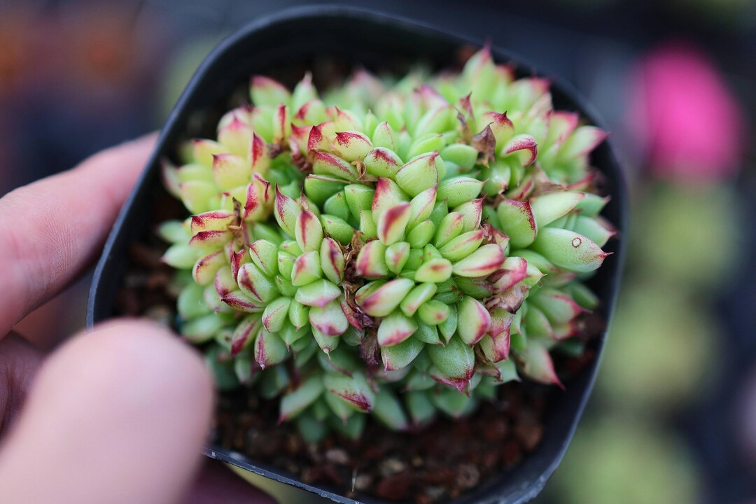 Echeveria Dream Queen Cristation - Live Succulent - Etsy