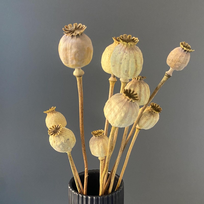 Poppy Arrangement - Etsy
