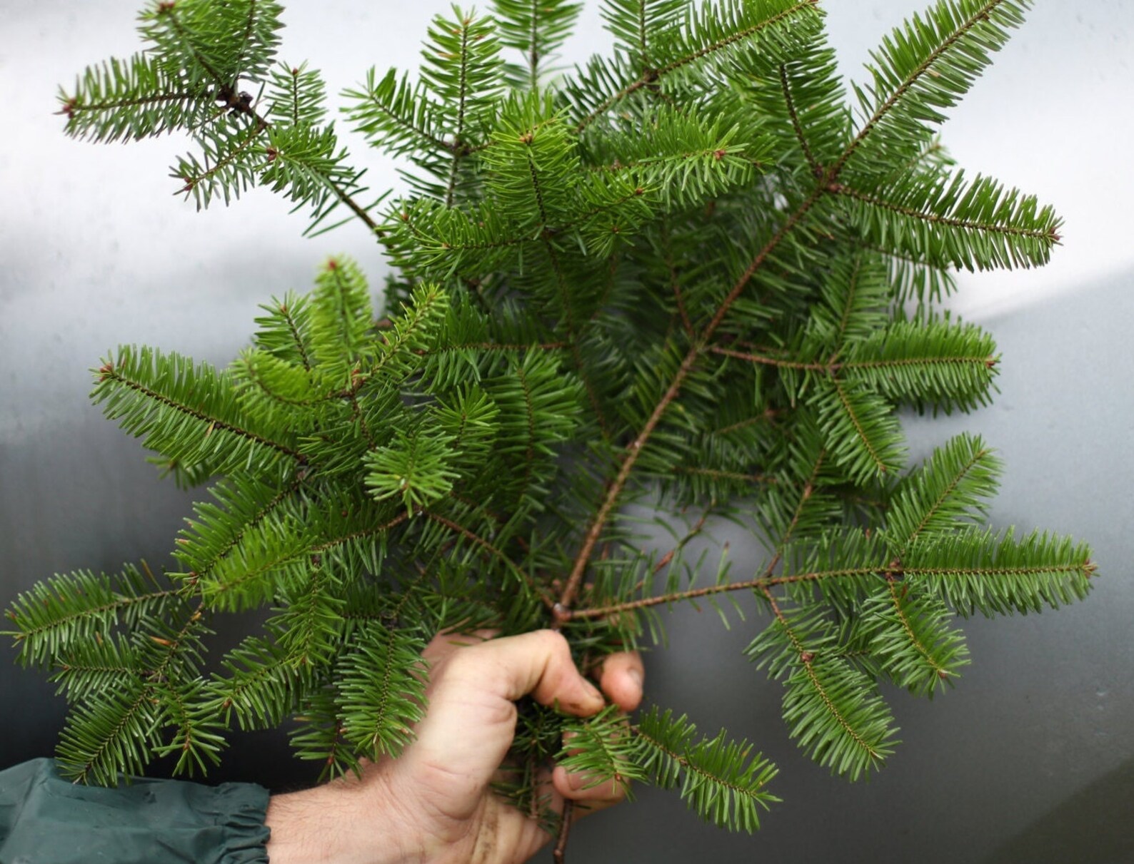 3 Lb's of 6-12 In. Balsam Fir Branch Tips - Etsy