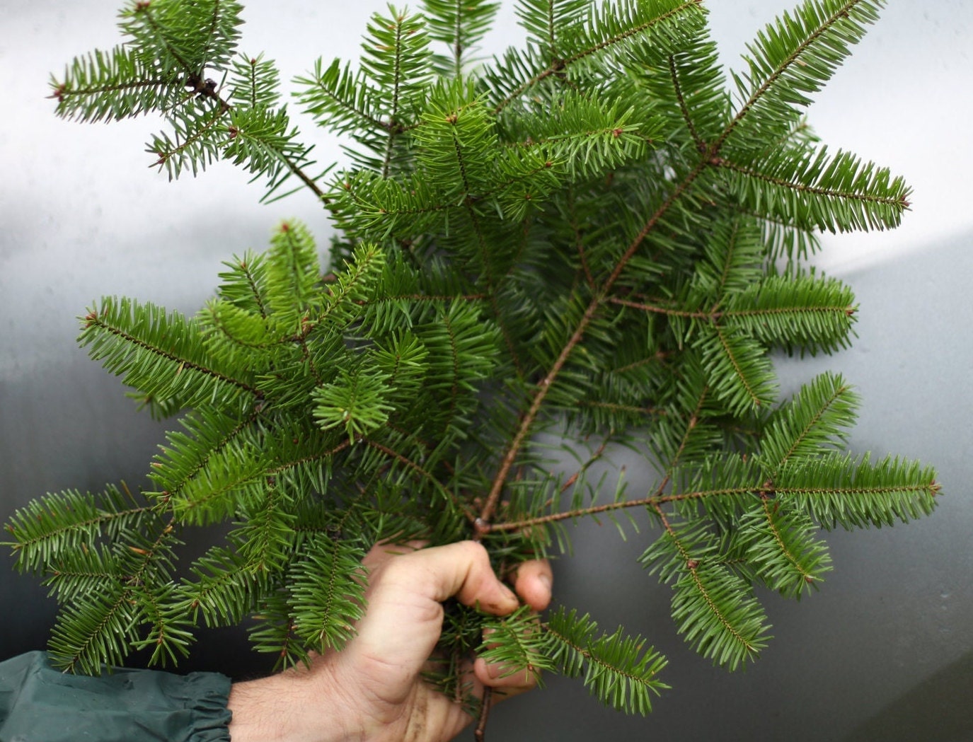 3 Lb's of 6-12 In. Balsam Fir Branch Tips - Etsy