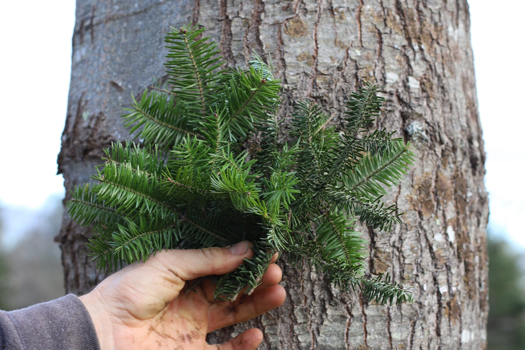 3 Lb's of 6-12 In. Balsam Fir Branch Tips - Etsy