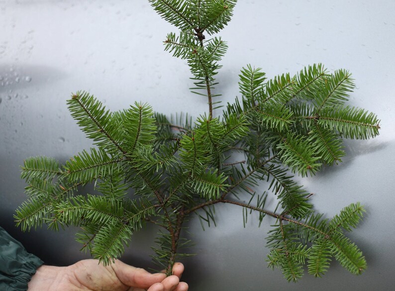 3 Lb's of 6-12 In. Balsam Fir Branch Tips - Etsy