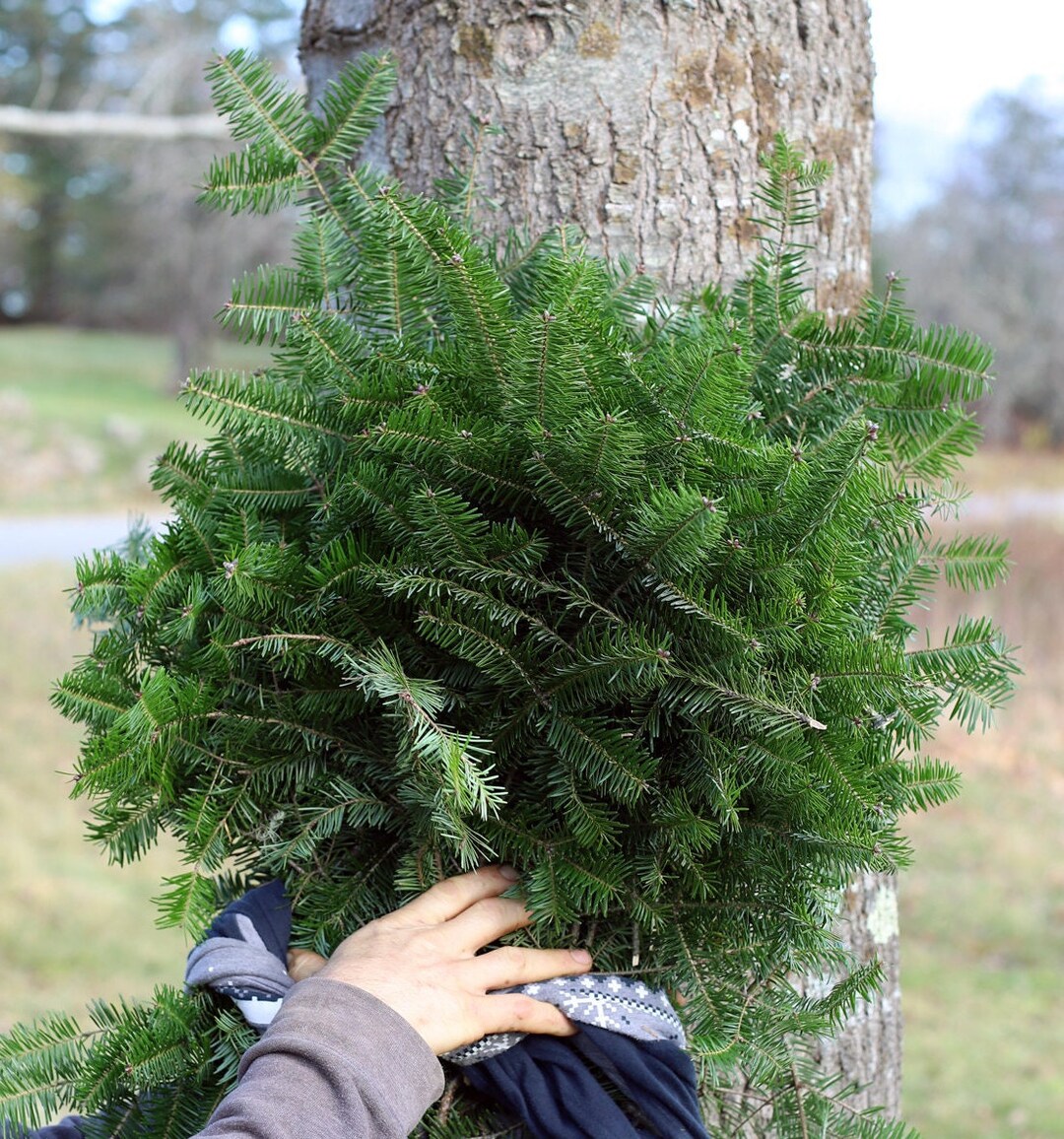 3 Lb's of 12-20 In. Balsam Fir Branch Tips - Etsy