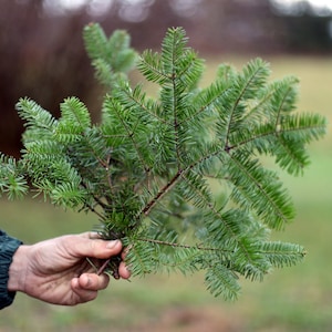 3 Lb's of 6-12 In. Balsam Fir Branch Tips - Etsy